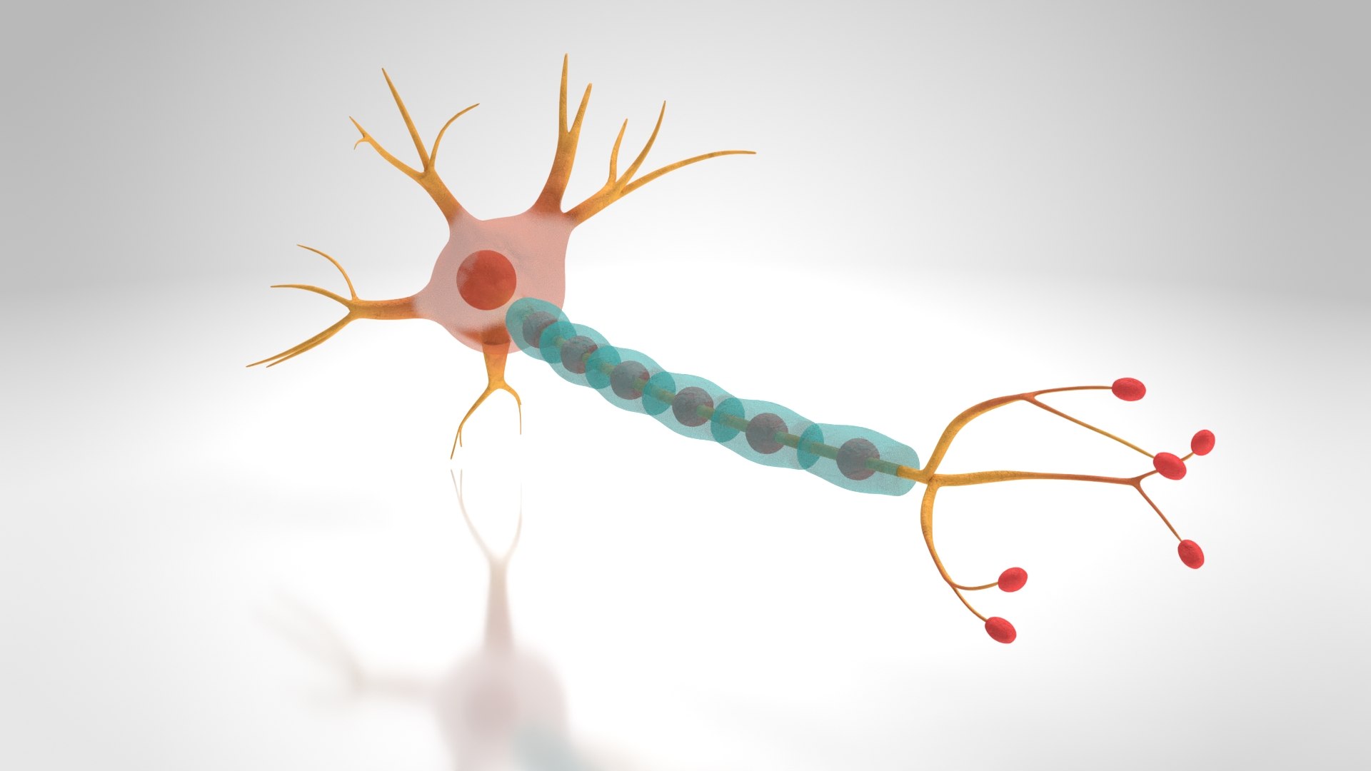 3D Model Neuron Cell - TurboSquid 1975677