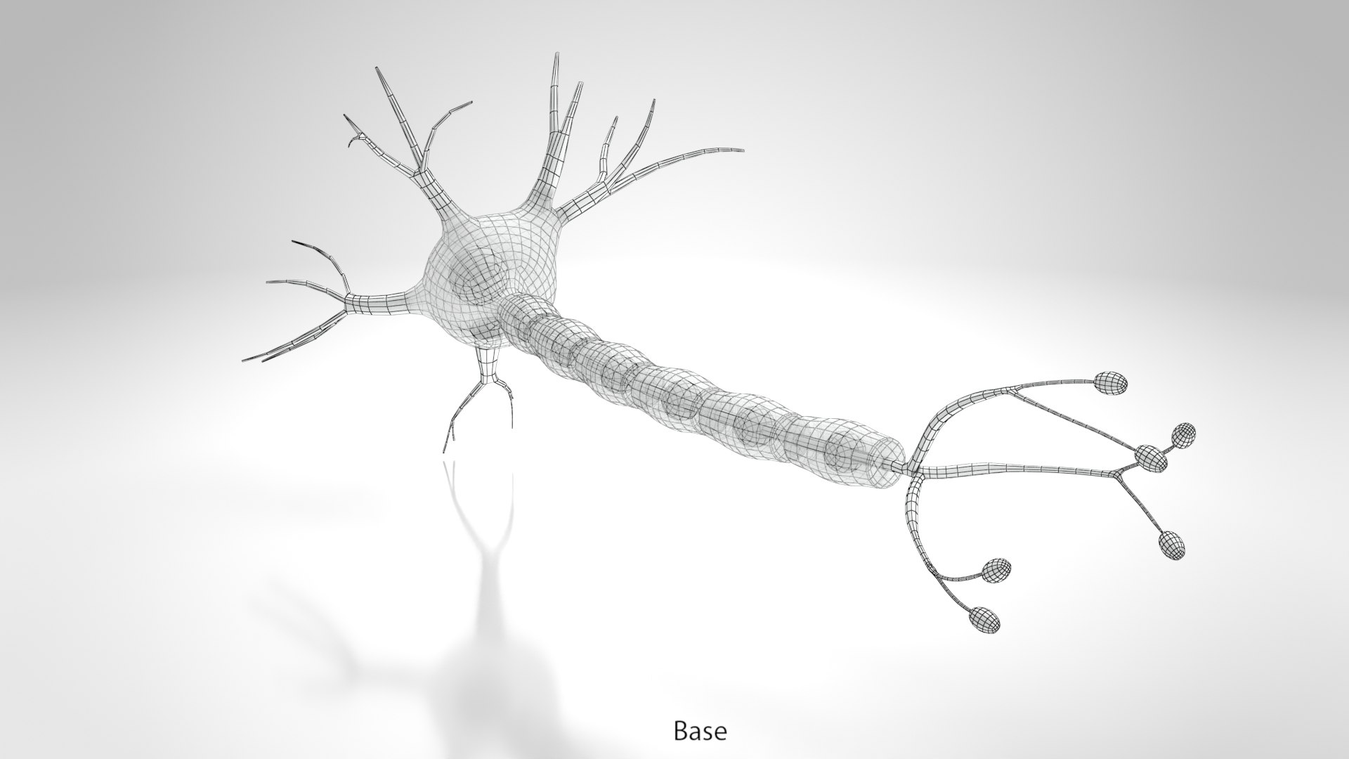 3D Model Neuron Cell - TurboSquid 1975677