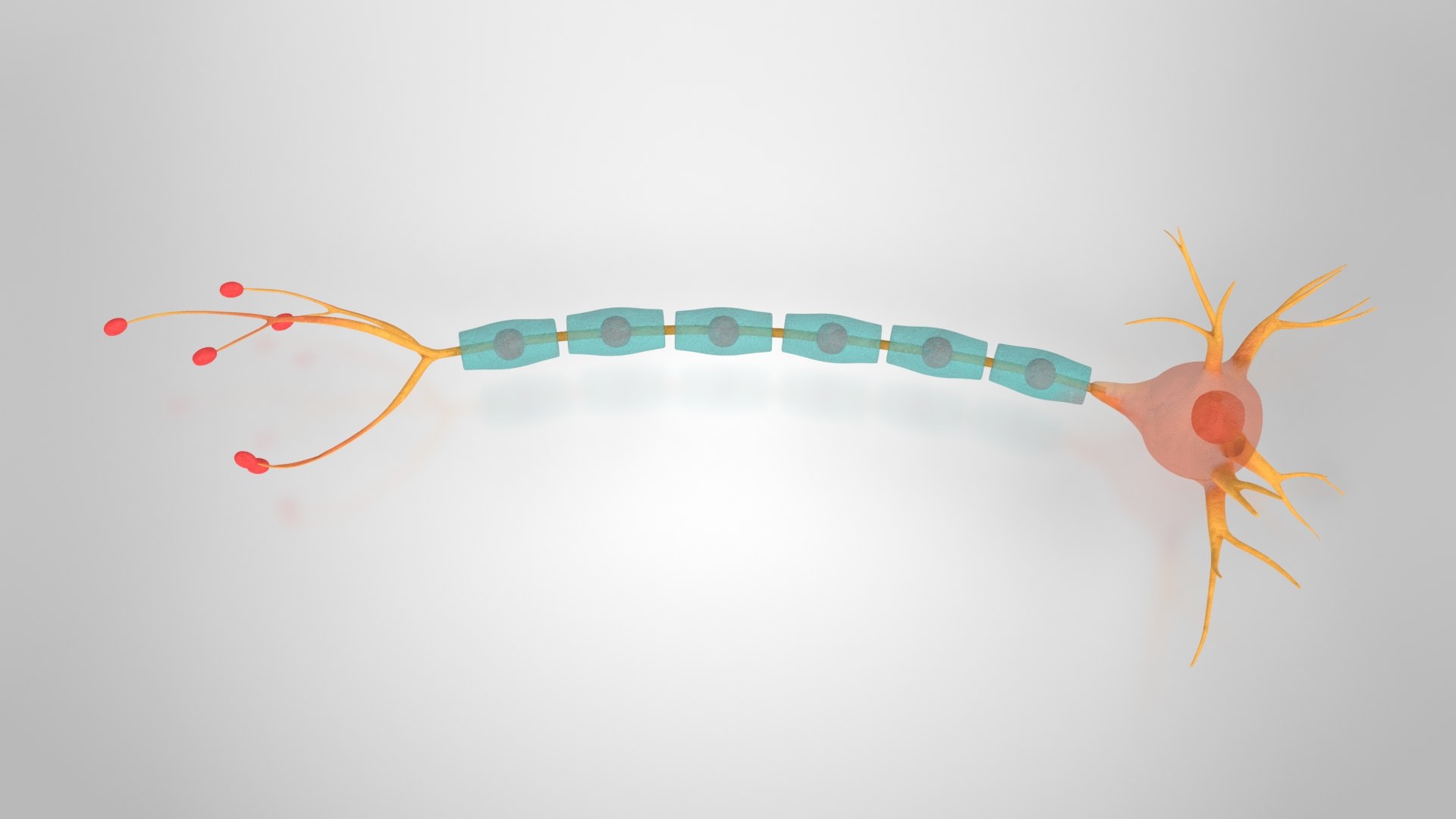 3D Model Neuron Cell - TurboSquid 1975677