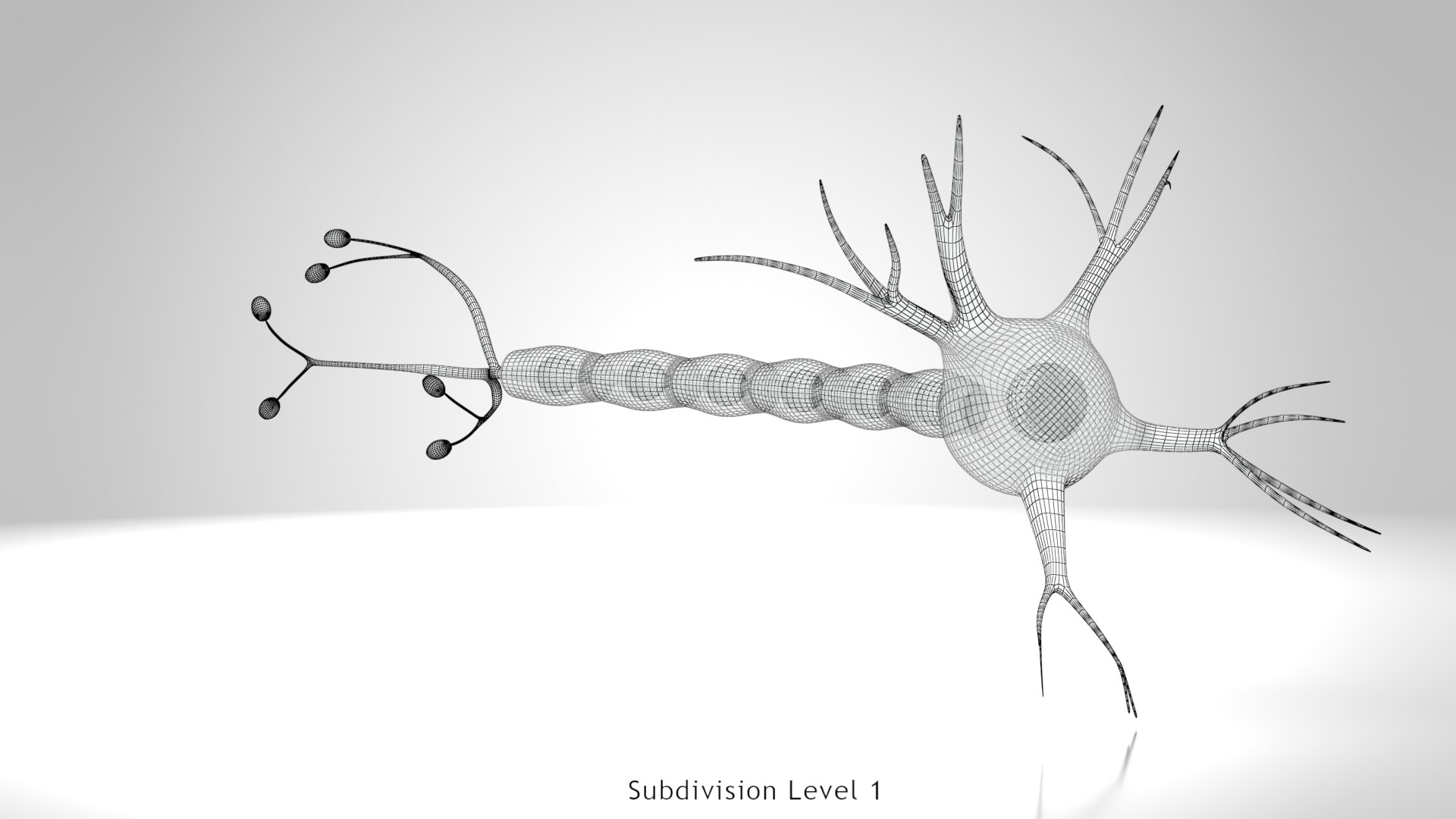 3D Model Neuron Cell - TurboSquid 1975677