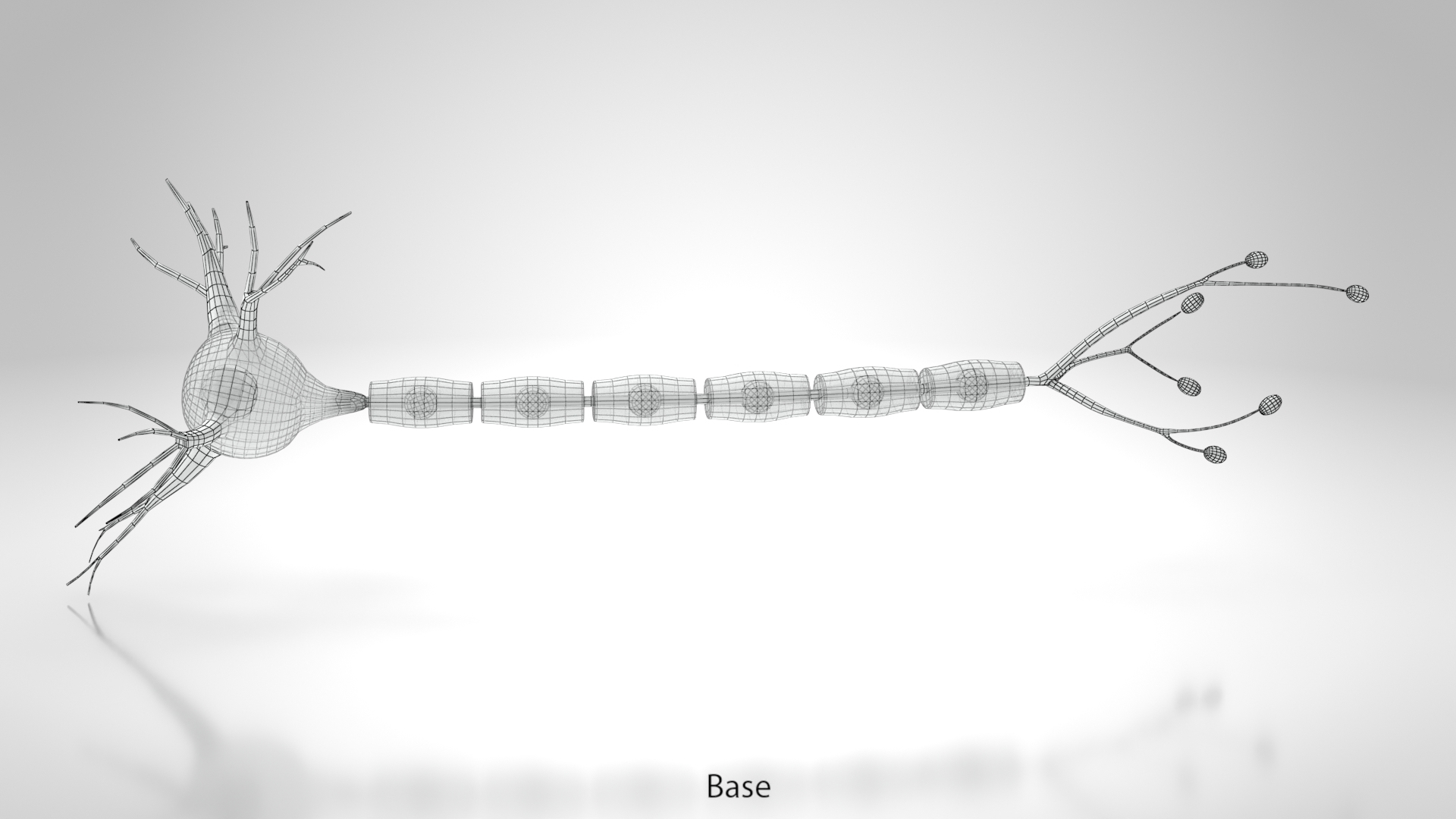 3D Model Neuron Cell - TurboSquid 1975677