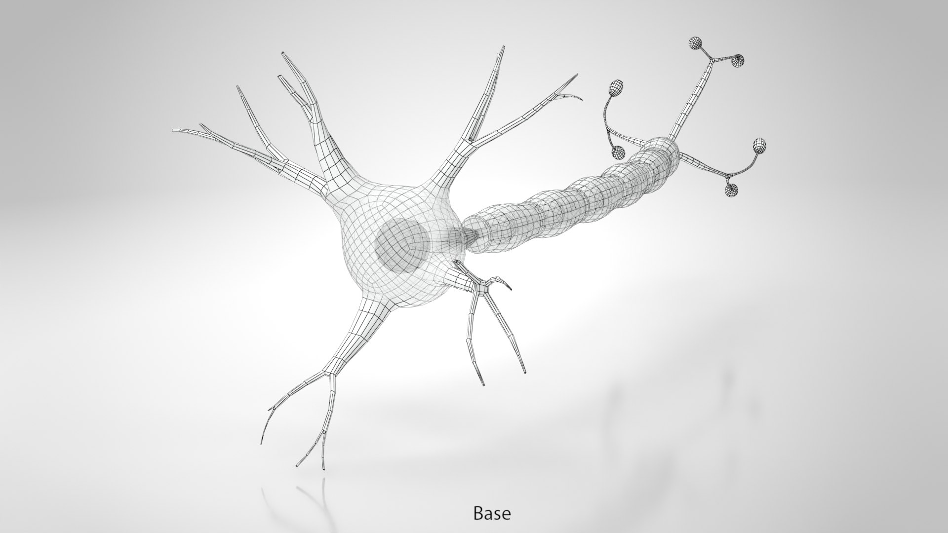 3D Model Neuron Cell - TurboSquid 1975677