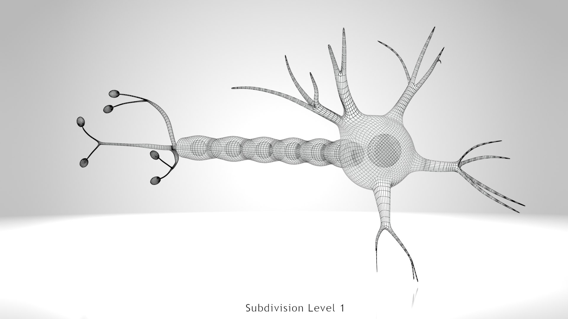 3D Model Neuron Cell - TurboSquid 1975677