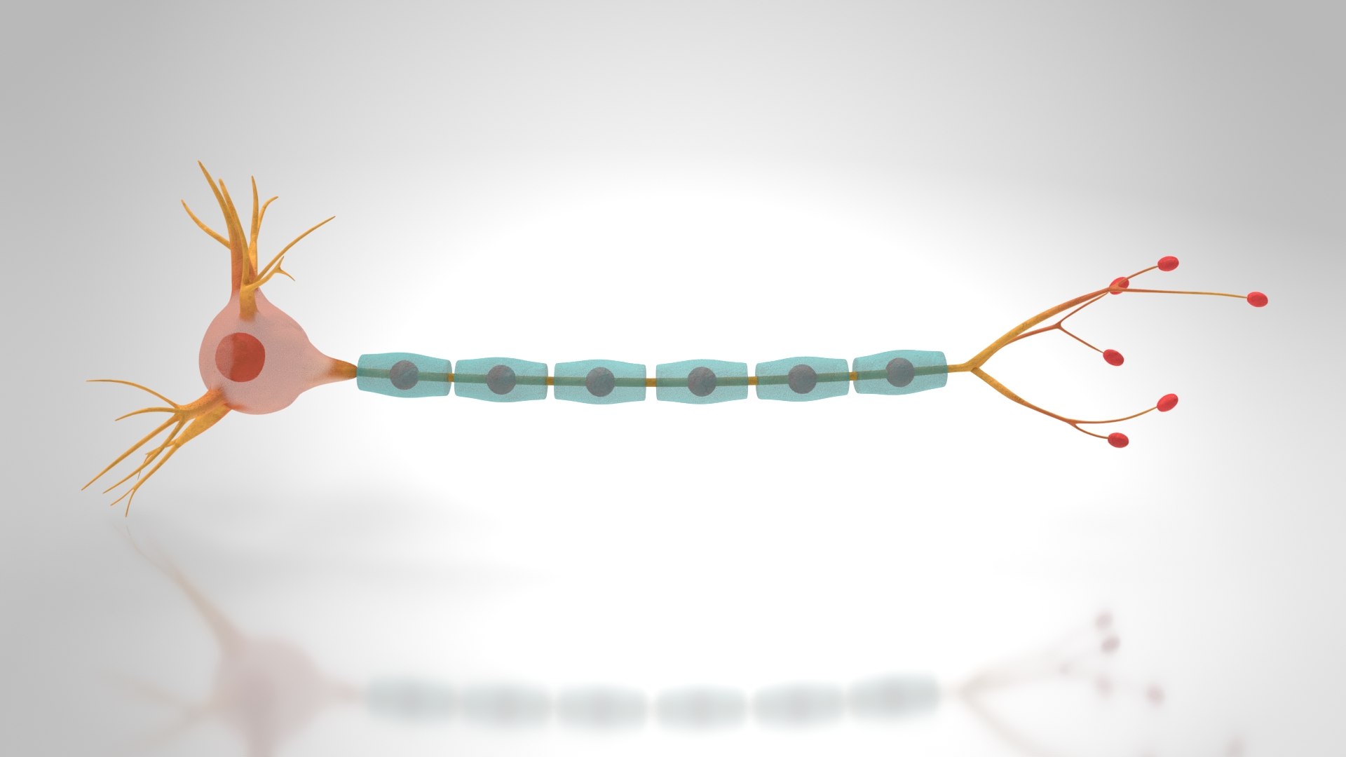 3D Model Neuron Cell - TurboSquid 1975677