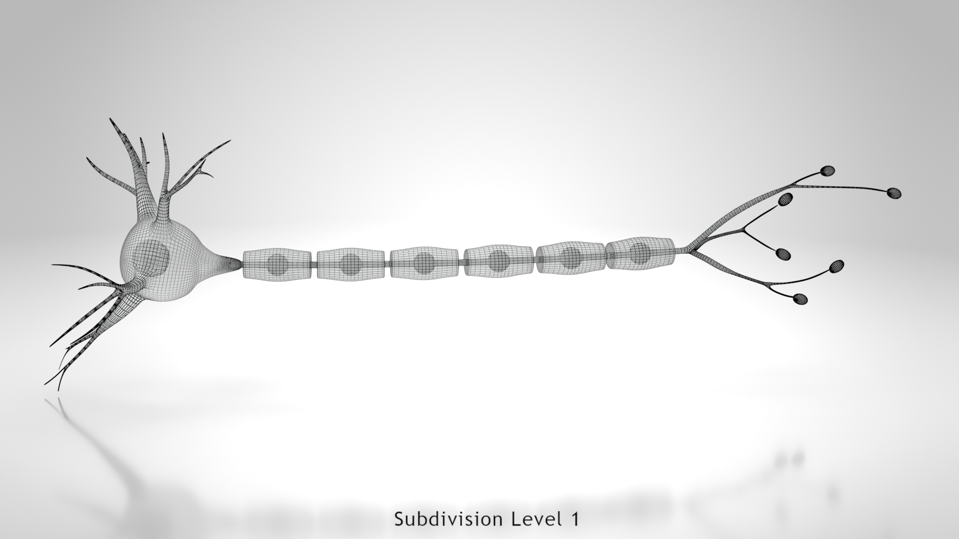 3D Model Neuron Cell - TurboSquid 1975677