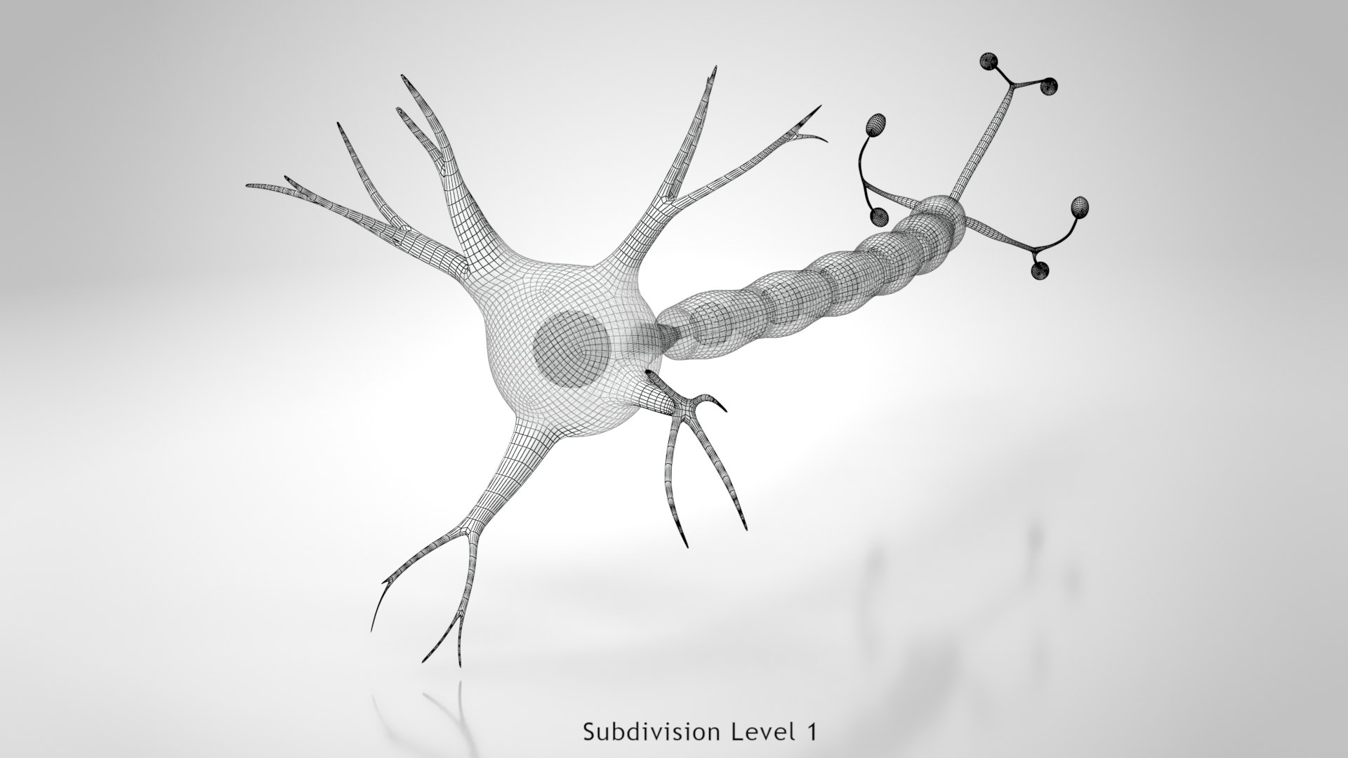 3D Model Neuron Cell - TurboSquid 1975677