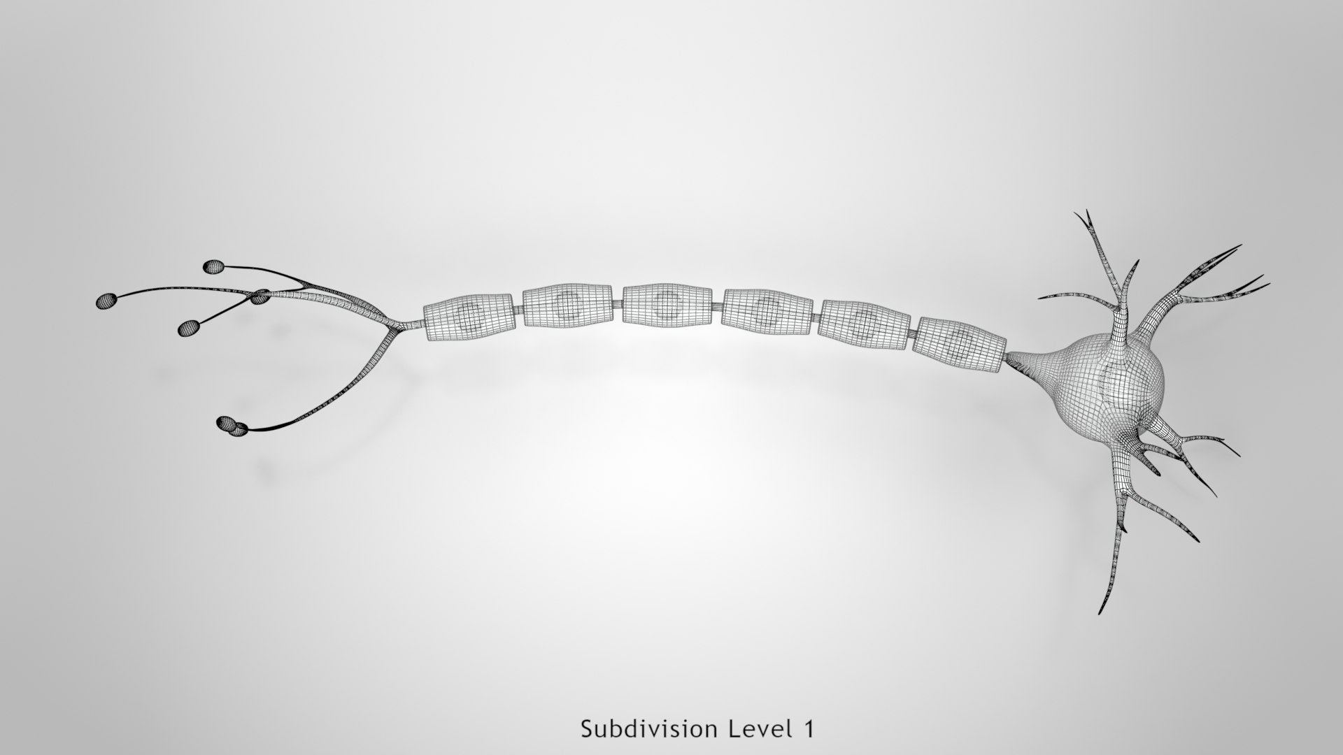 3D Model Neuron Cell - TurboSquid 1975677