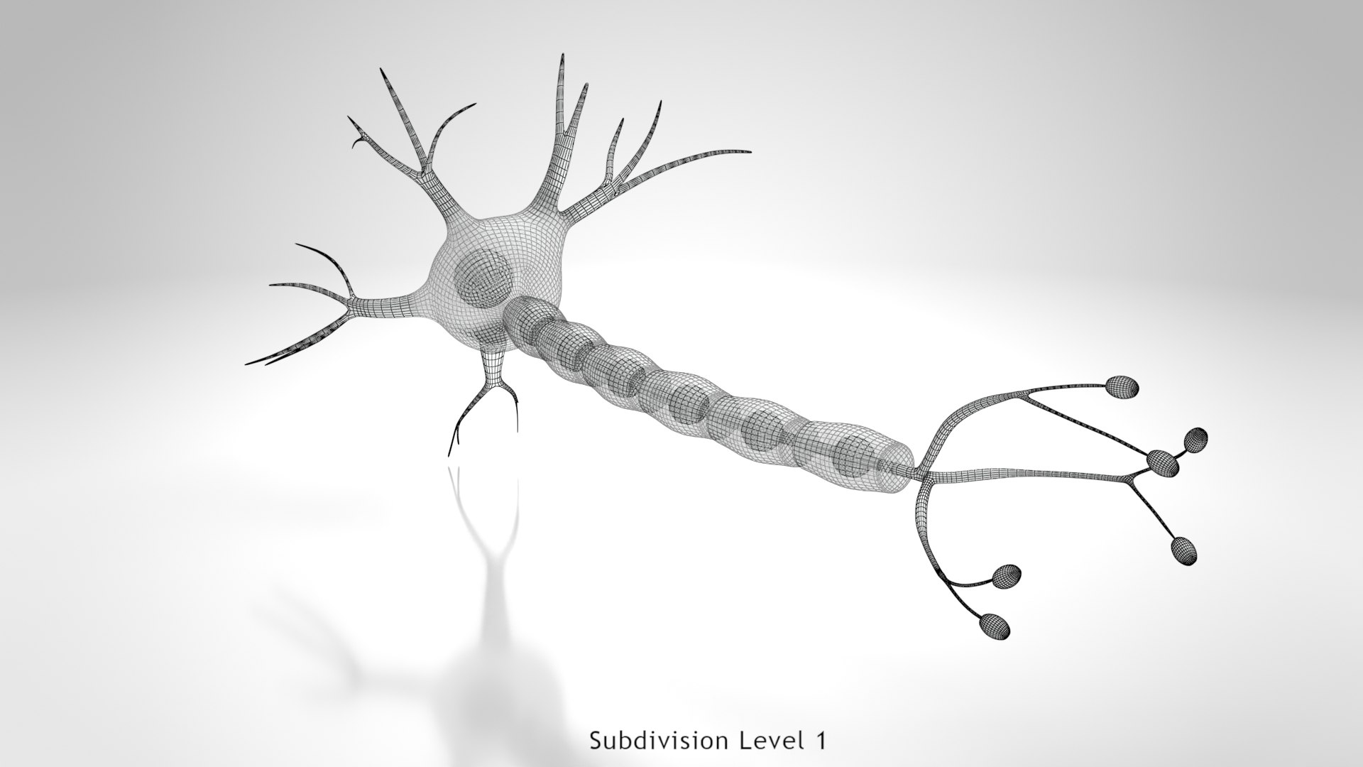 3D Model Neuron Cell - TurboSquid 1975677