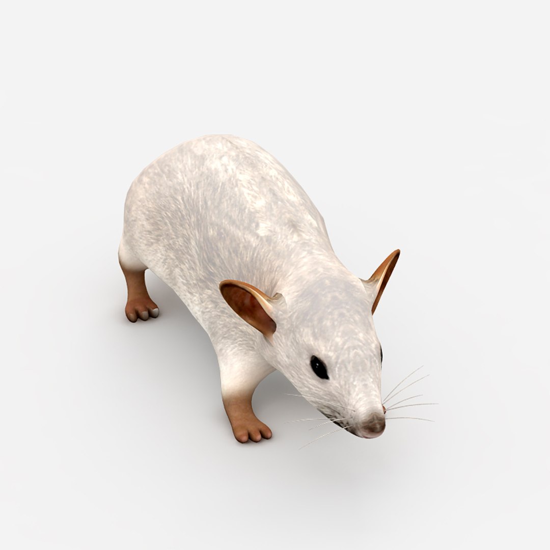 3d Model Rat Mouse
