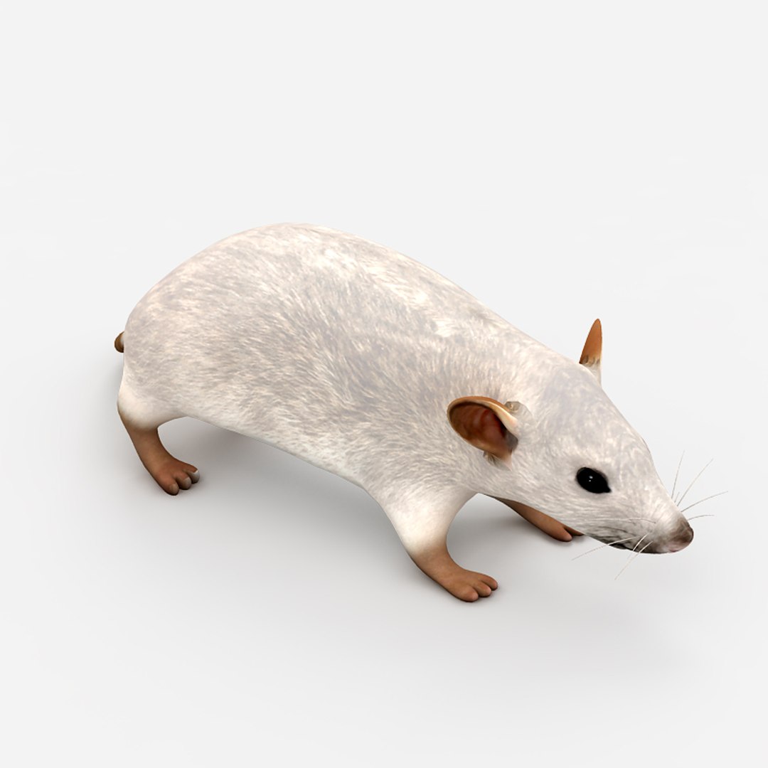 3d Model Rat Mouse