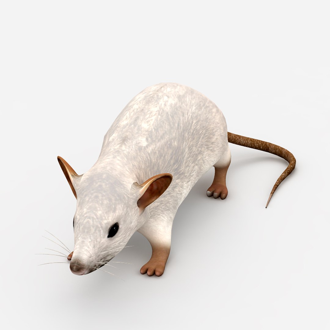 3d Model Rat Mouse