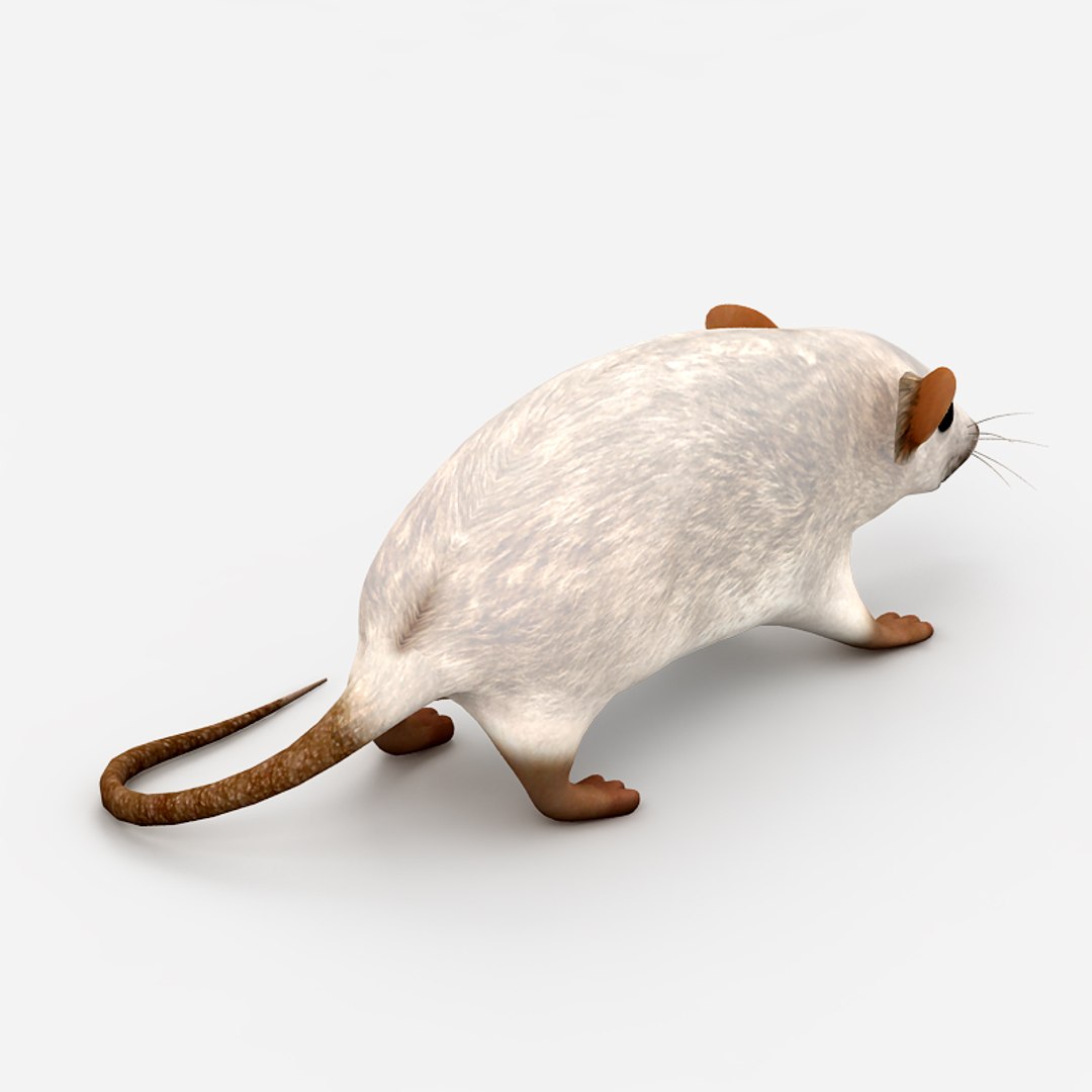 3d Model Rat Mouse