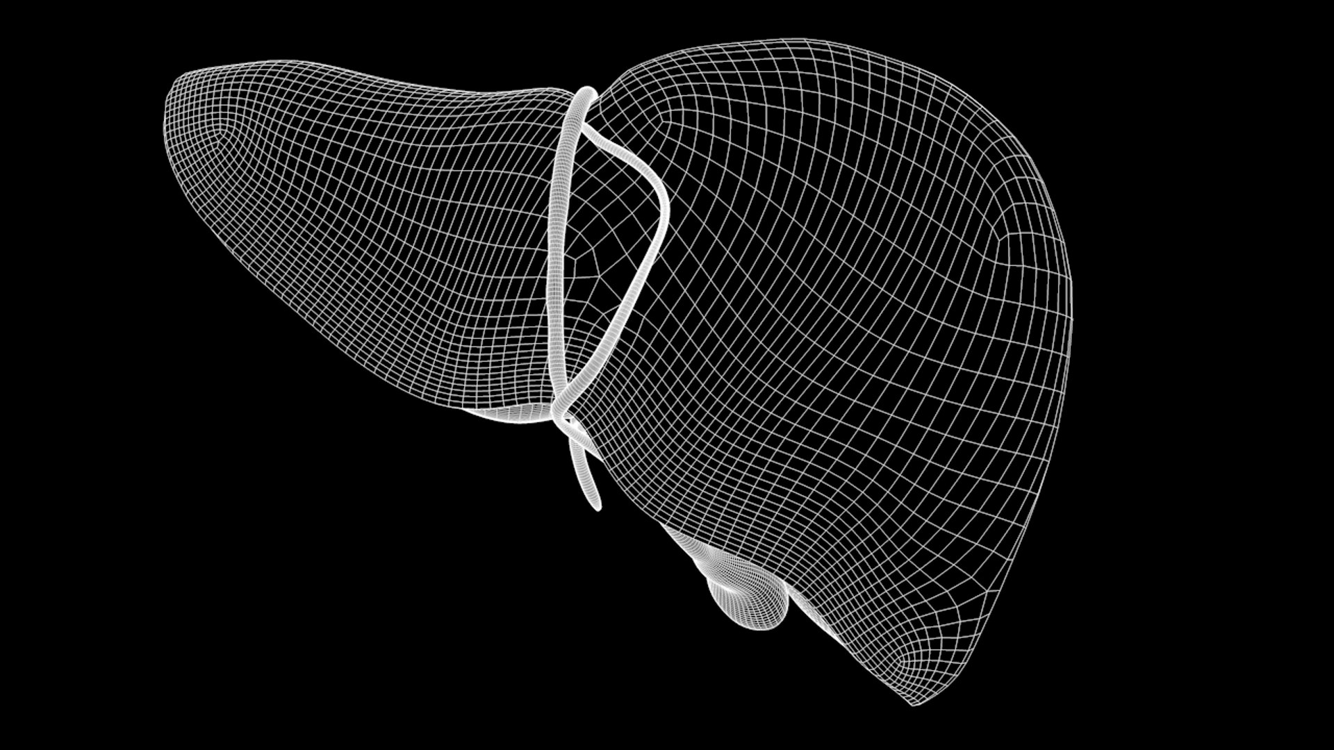 3D Liver Human Anatomy - TurboSquid 1352954