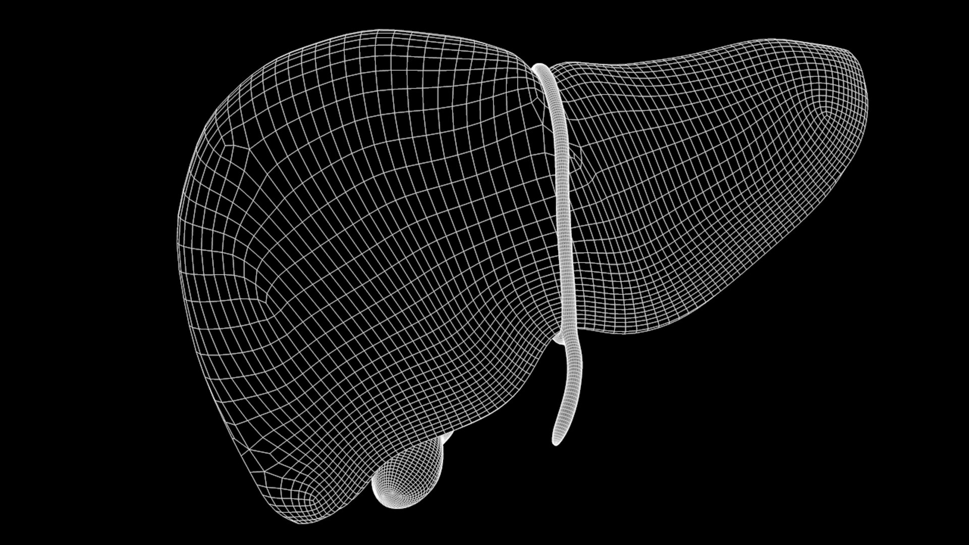 3D Liver Human Anatomy - TurboSquid 1352954