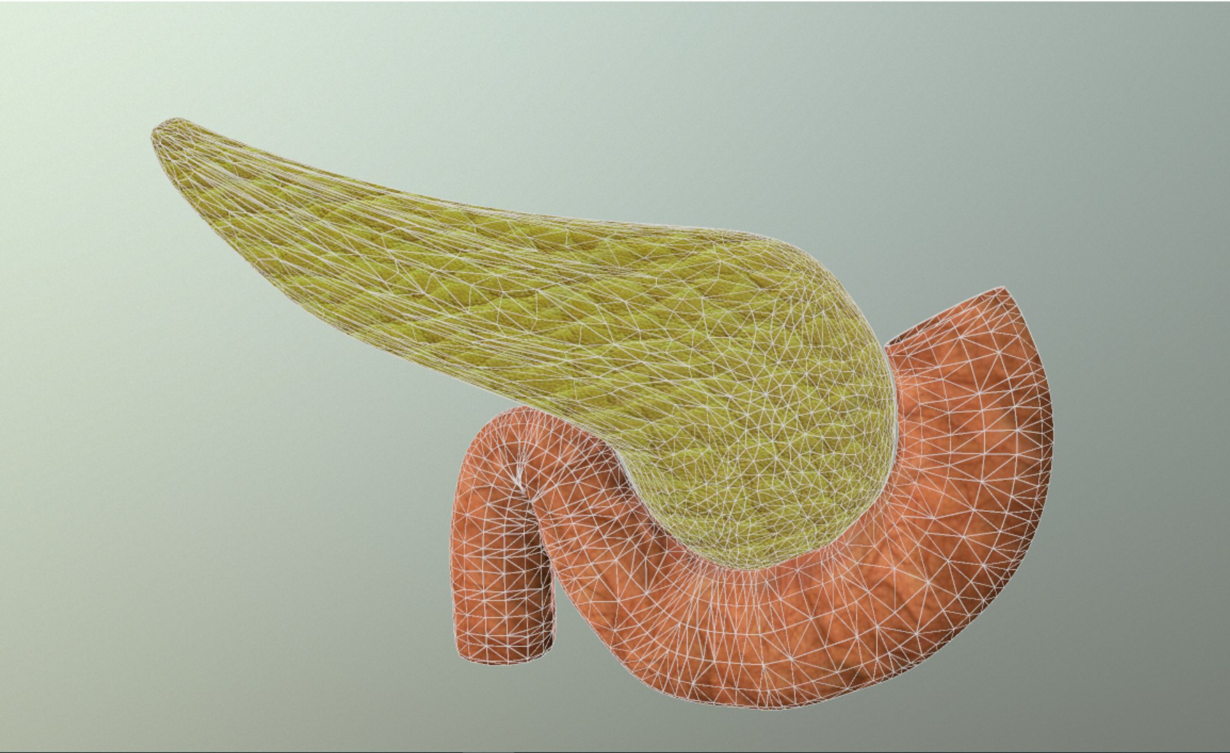 3D Human Pancreas - TurboSquid 1344240
