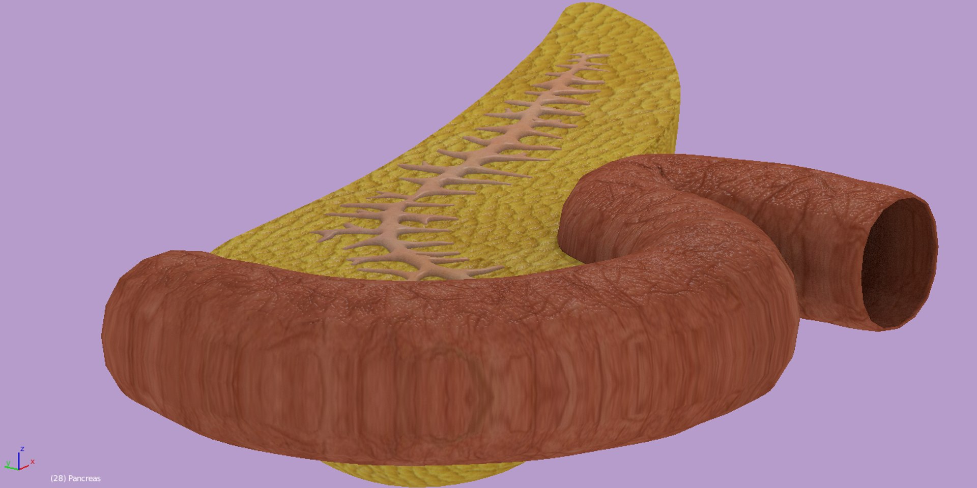 3D Human Pancreas - TurboSquid 1344240