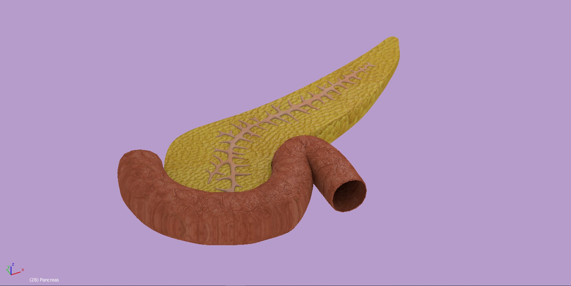3D Human Pancreas - TurboSquid 1344240