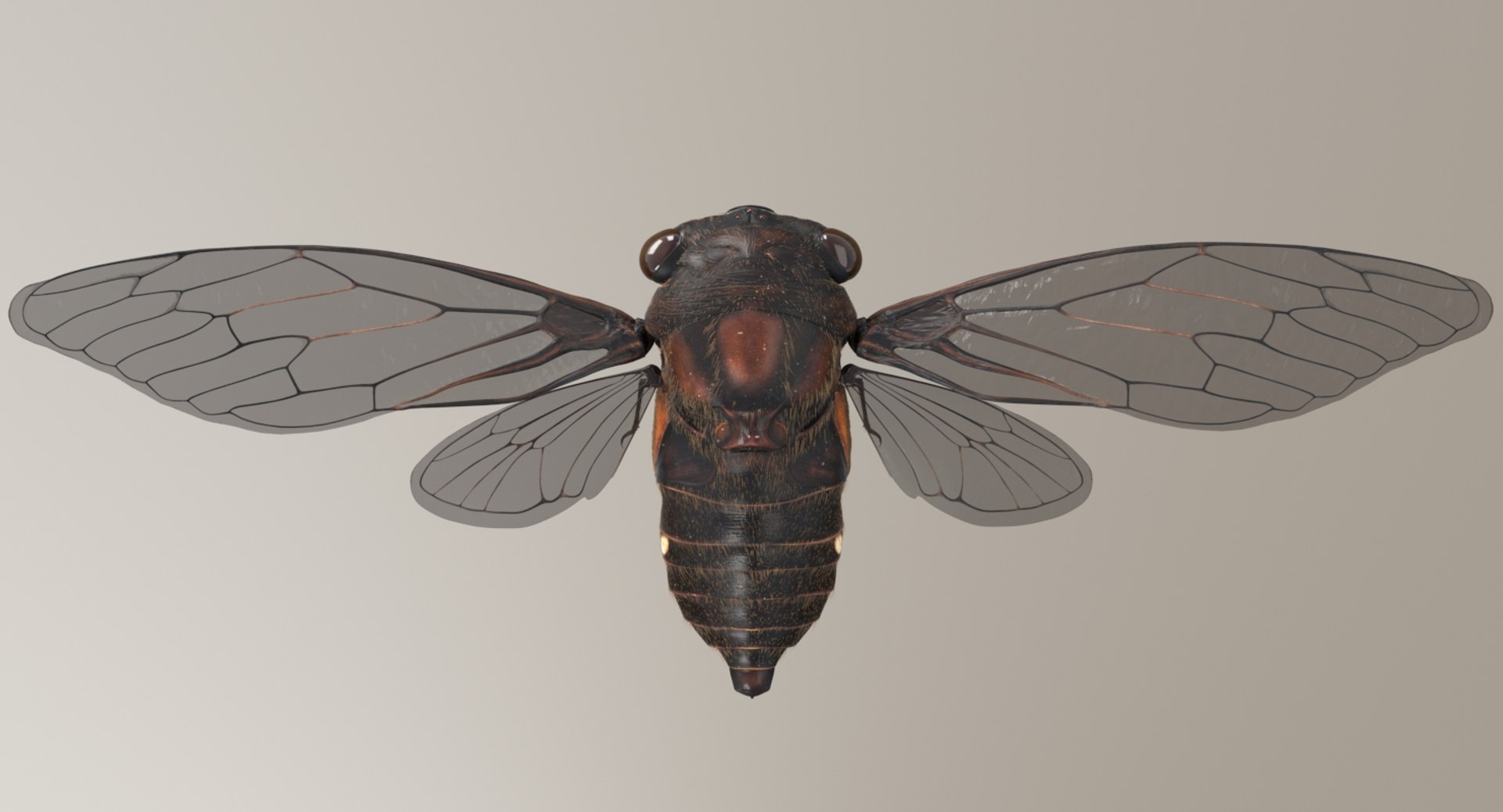 3D Cicada | 1146100 | TurboSquid