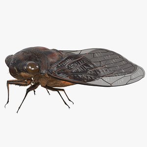 realistic cicada 3d model