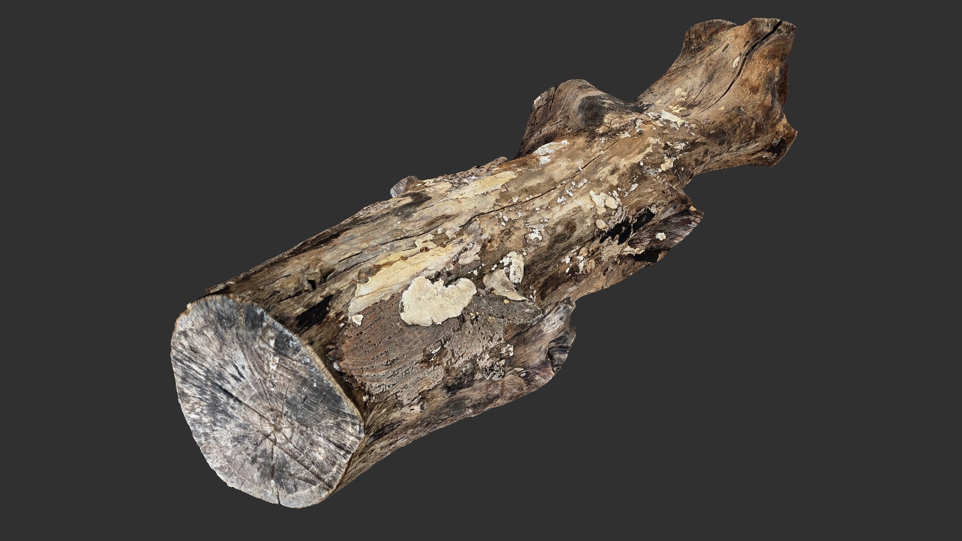 3D 3d Scan Withered Tree Trunk In Highpoly - TurboSquid 2202681