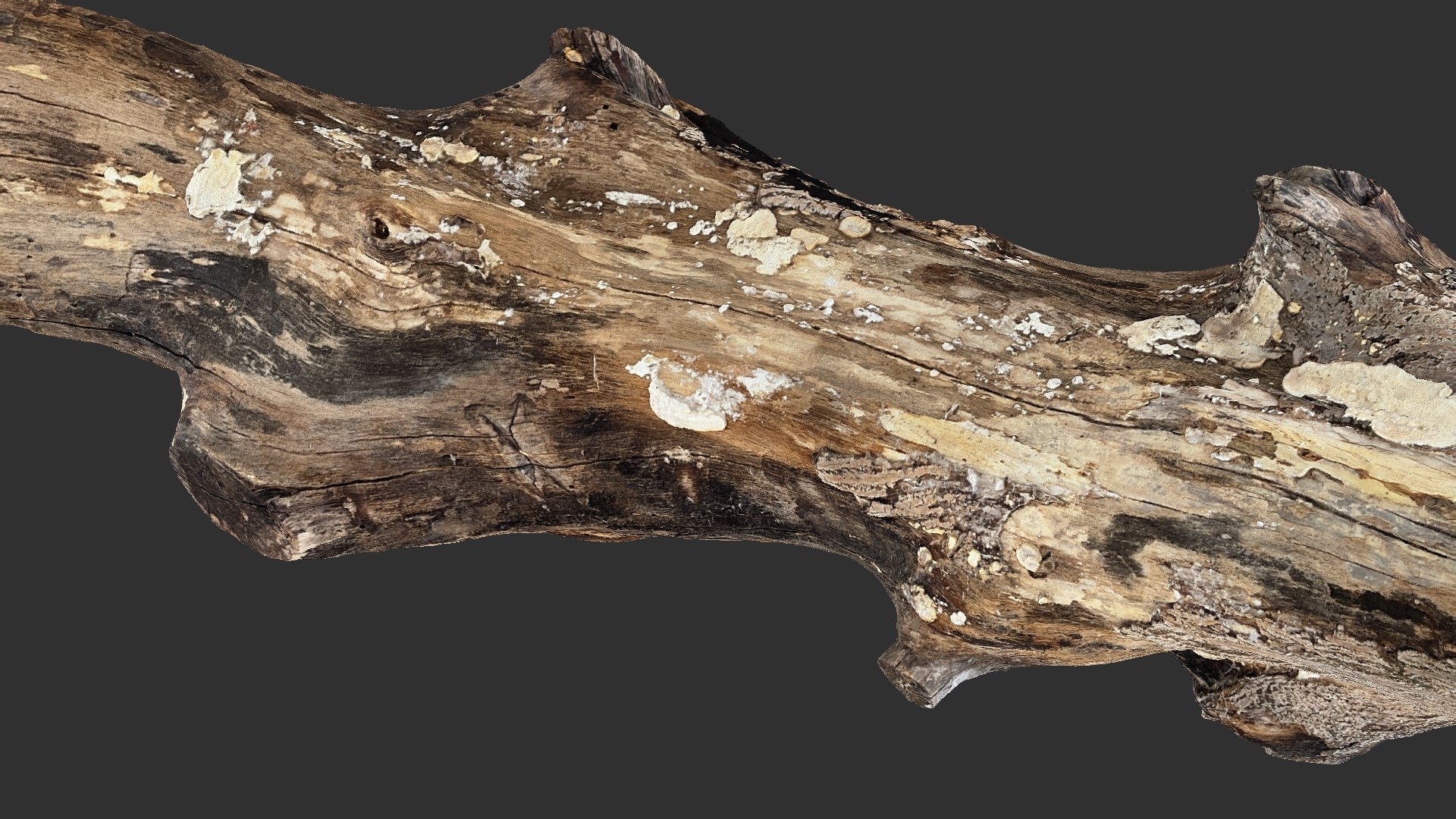 3D 3d Scan Withered Tree Trunk In Highpoly - TurboSquid 2202681