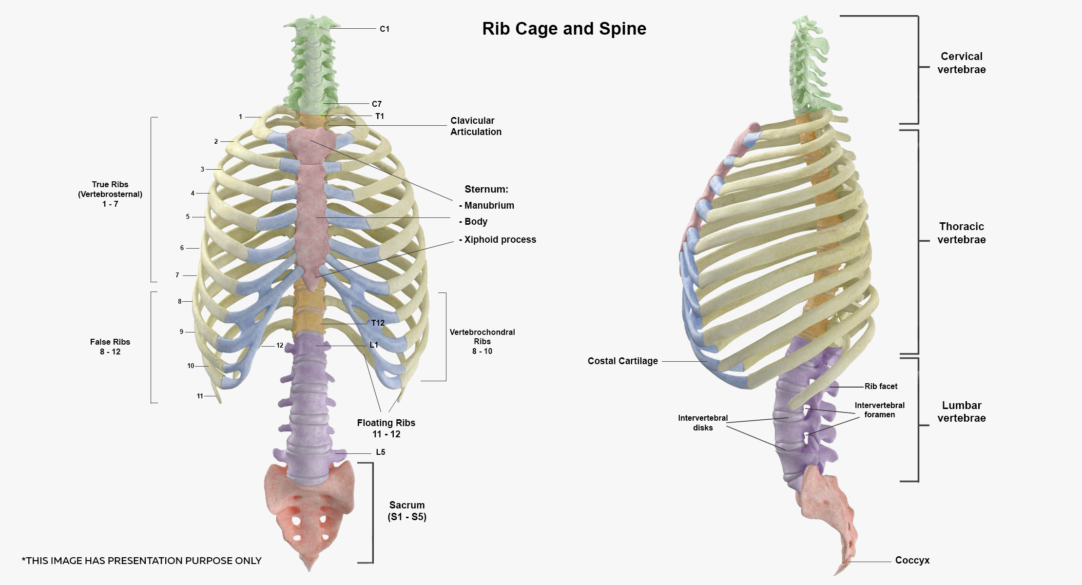 Human Rib Cages Spines and Male Pelvis Bones Collection 03 - 2 models ...