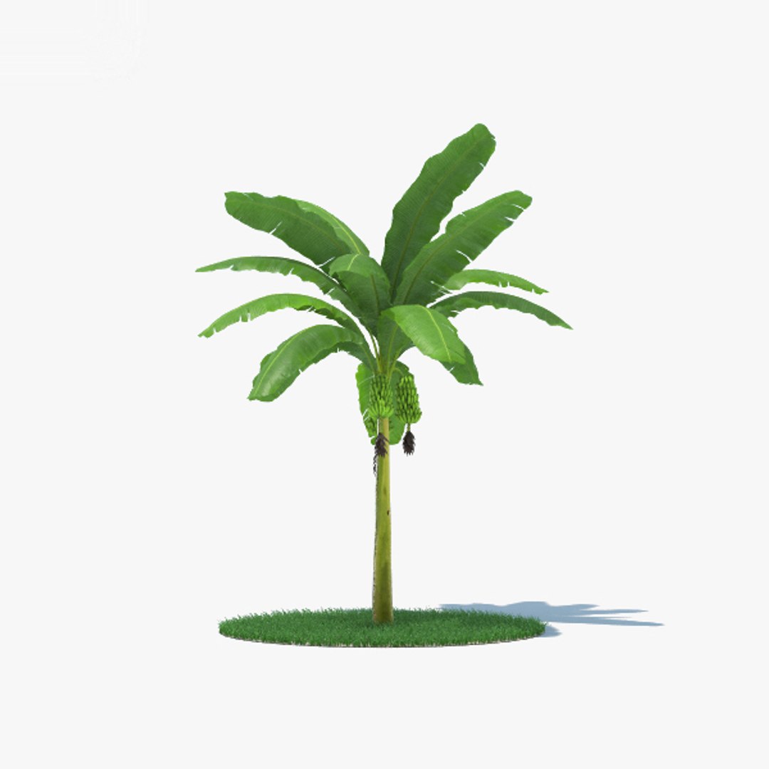 Banana palm tree model - TurboSquid 1480891