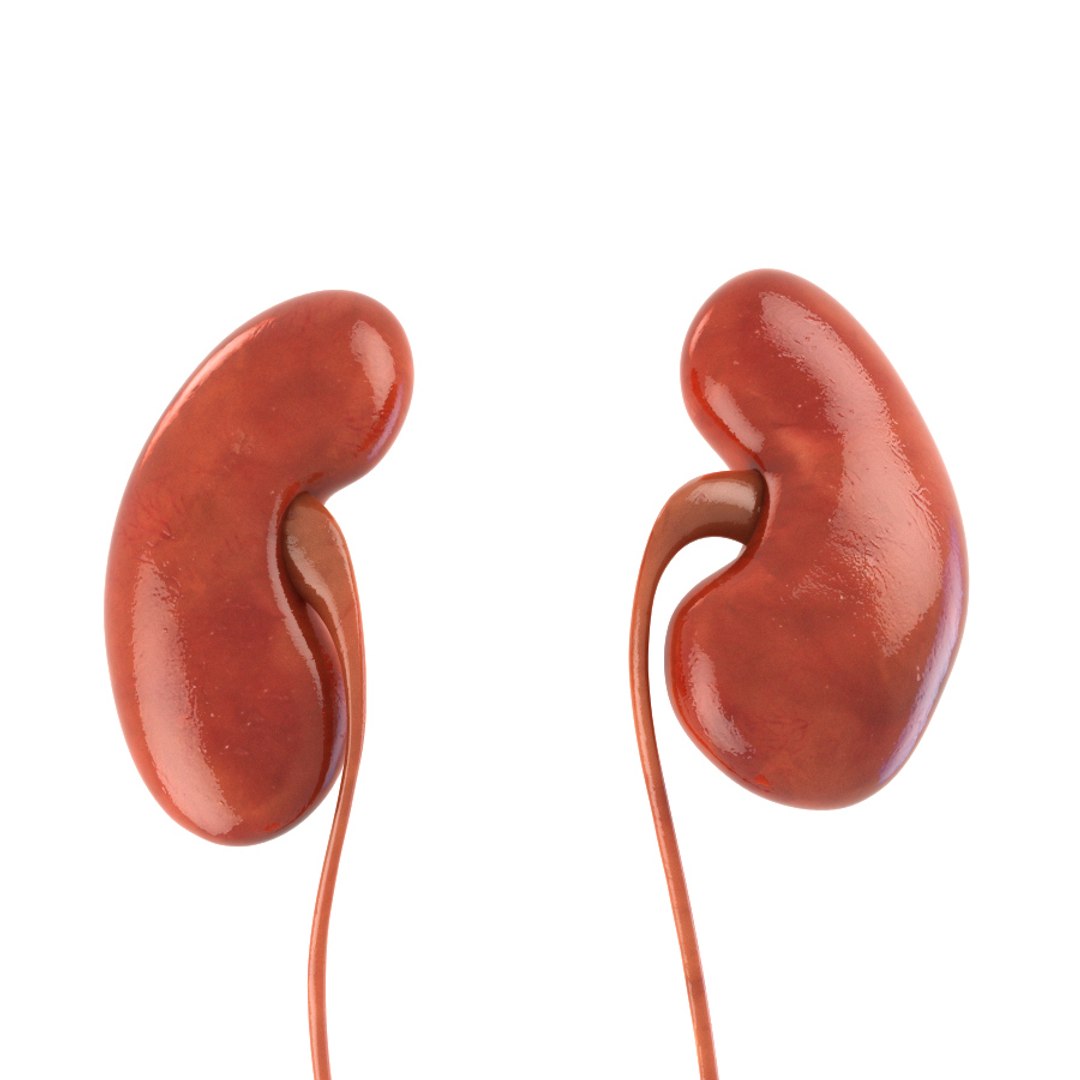 3d Anatomically Realistic Human Kidneys