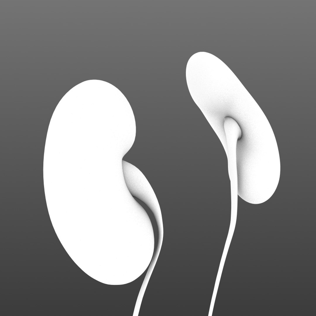 3d Anatomically Realistic Human Kidneys