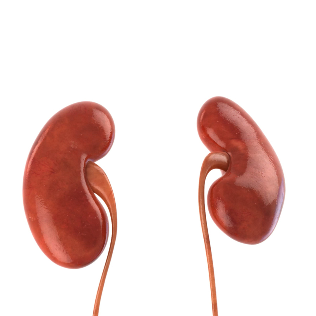 3d Anatomically Realistic Human Kidneys