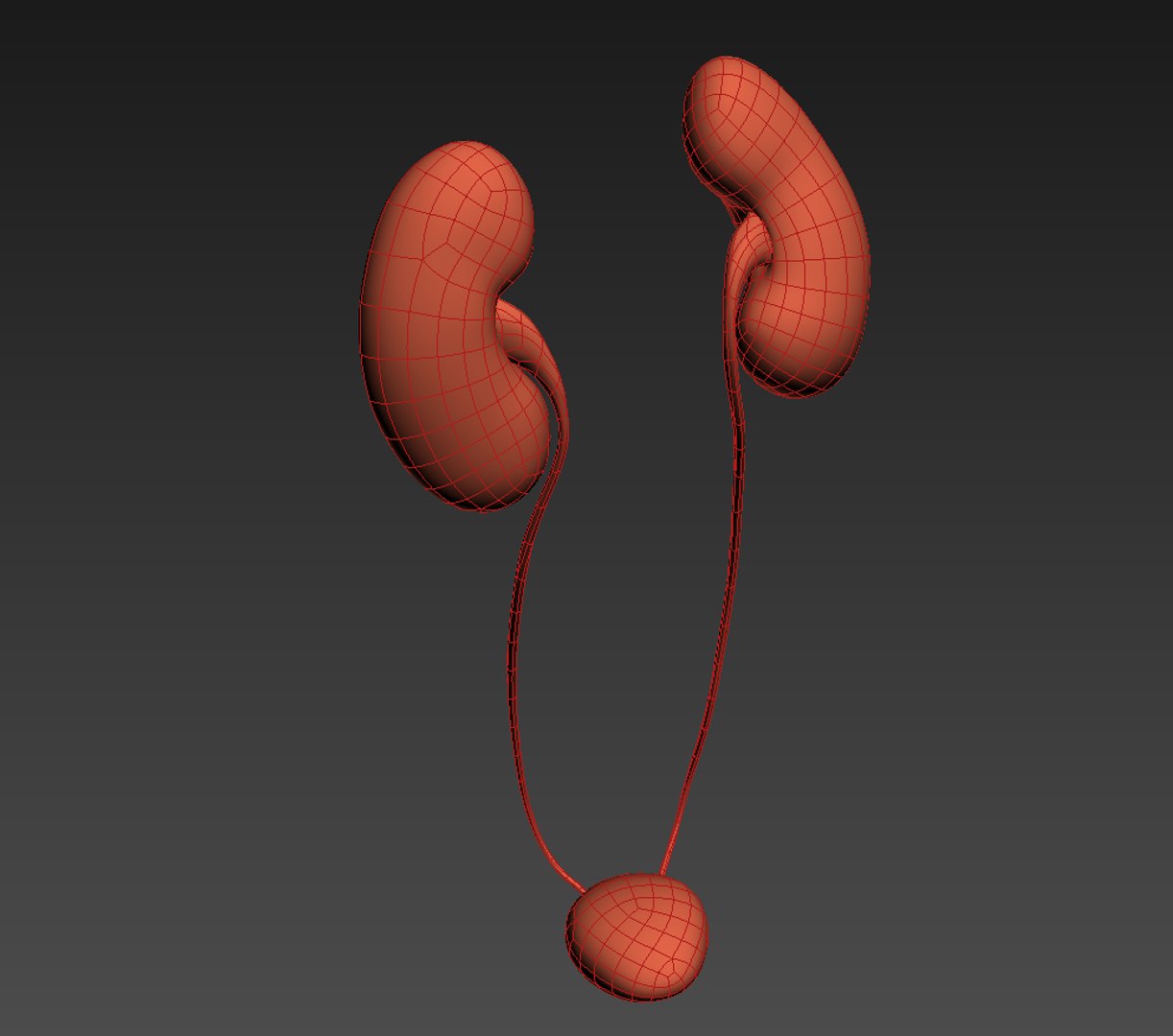 3d Anatomically Realistic Human Kidneys
