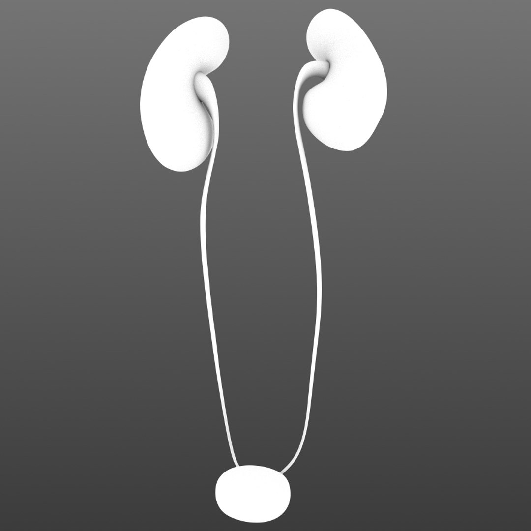 3d Anatomically Realistic Human Kidneys