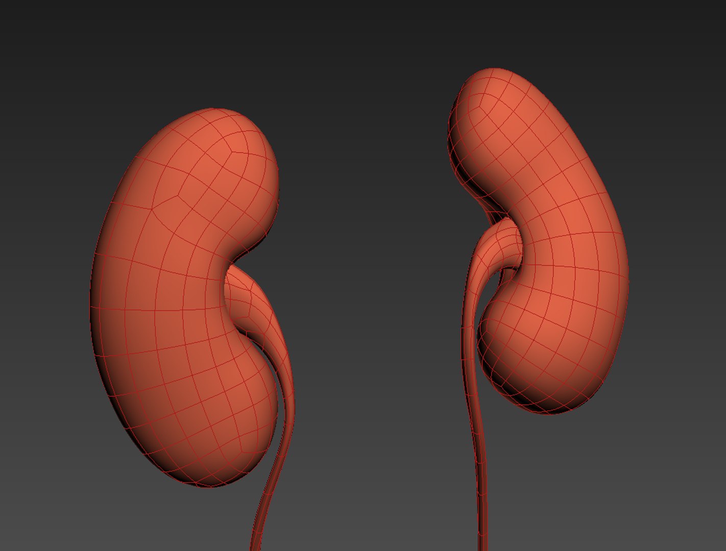 3d Anatomically Realistic Human Kidneys
