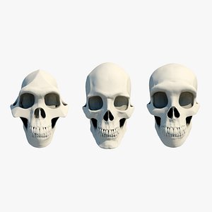 Anatomía Skull STL Modelos para Descargar | TurboSquid