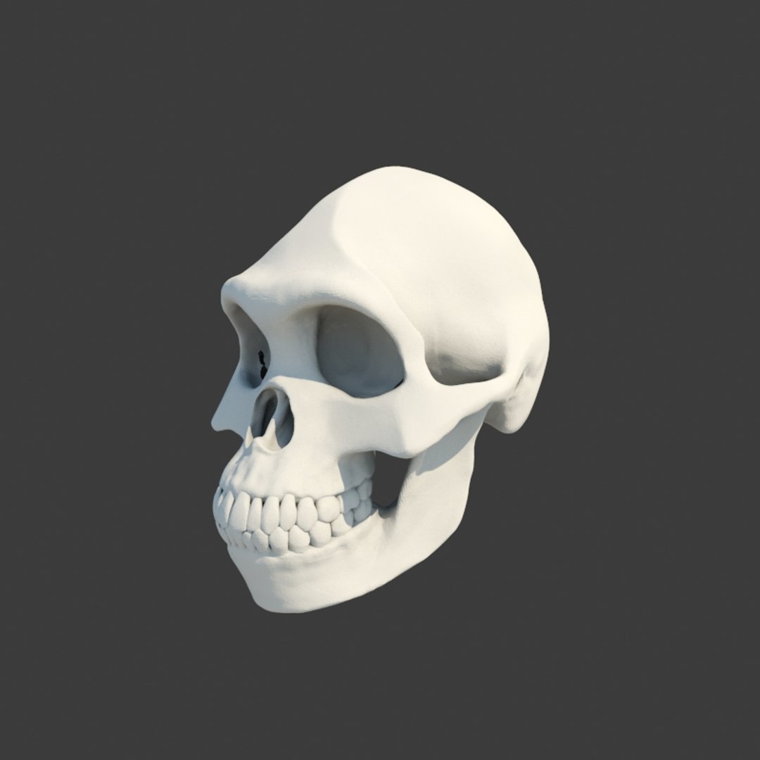 3D 3 Skull Neanderthal Australopithecus Model - TurboSquid 1482034