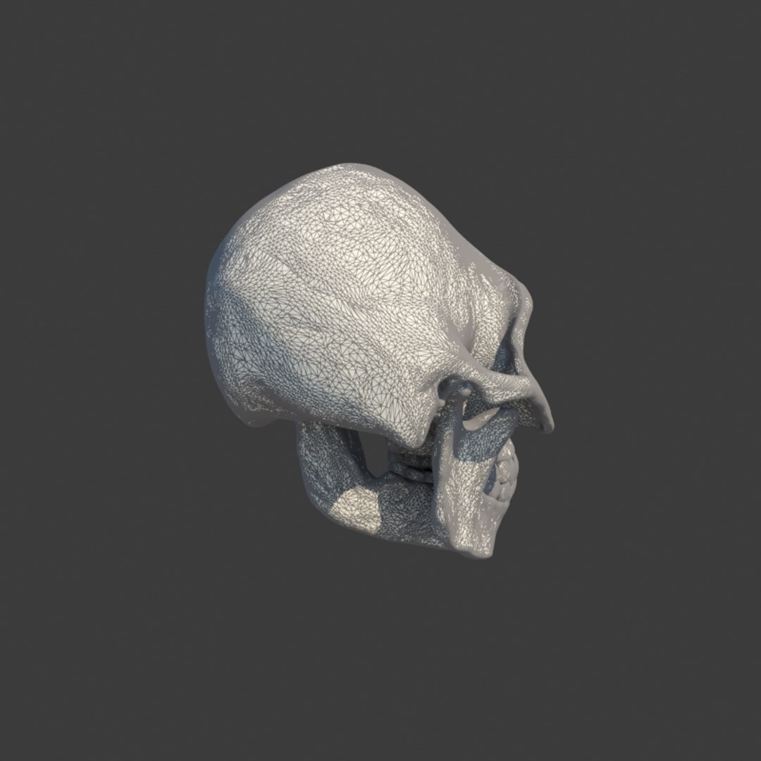 3D 3 Skull Neanderthal Australopithecus Model - TurboSquid 1482034