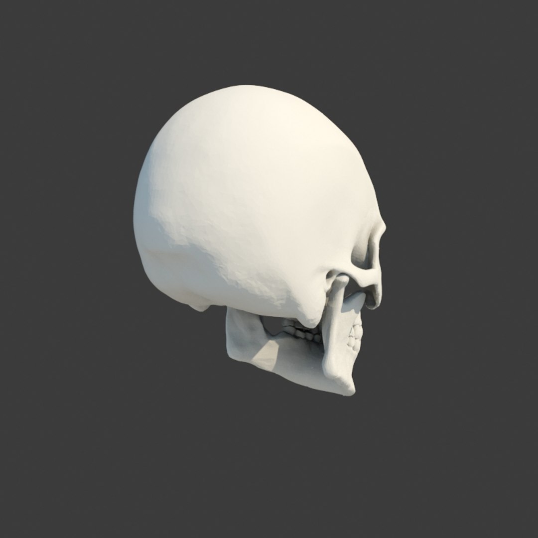 3D 3 Skull Neanderthal Australopithecus Model - TurboSquid 1482034