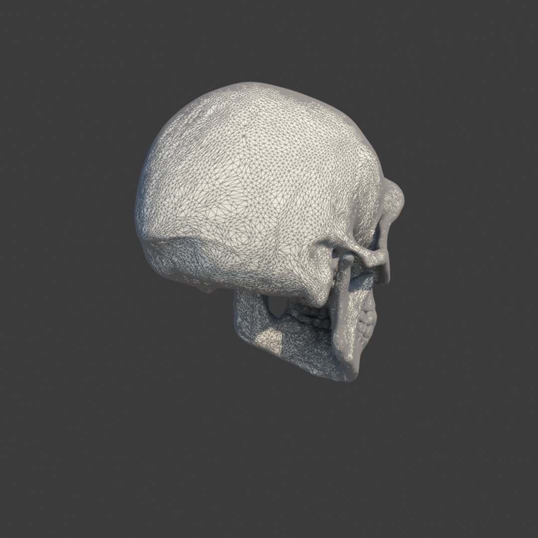 3D 3 Skull Neanderthal Australopithecus Model - TurboSquid 1482034