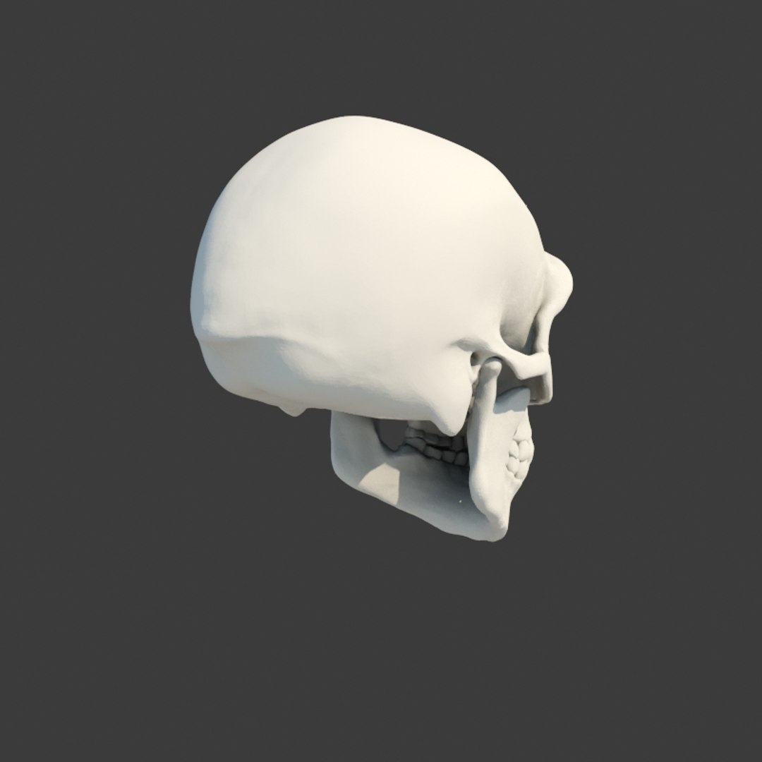 3D 3 Skull Neanderthal Australopithecus Model - TurboSquid 1482034