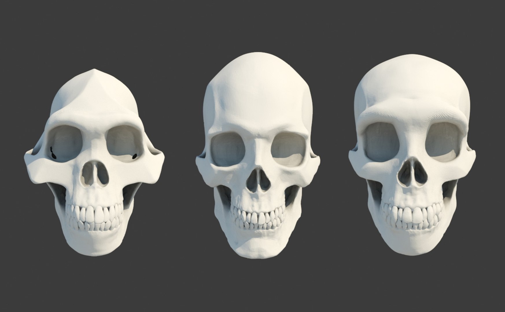 3D 3 Skull Neanderthal Australopithecus Model - TurboSquid 1482034