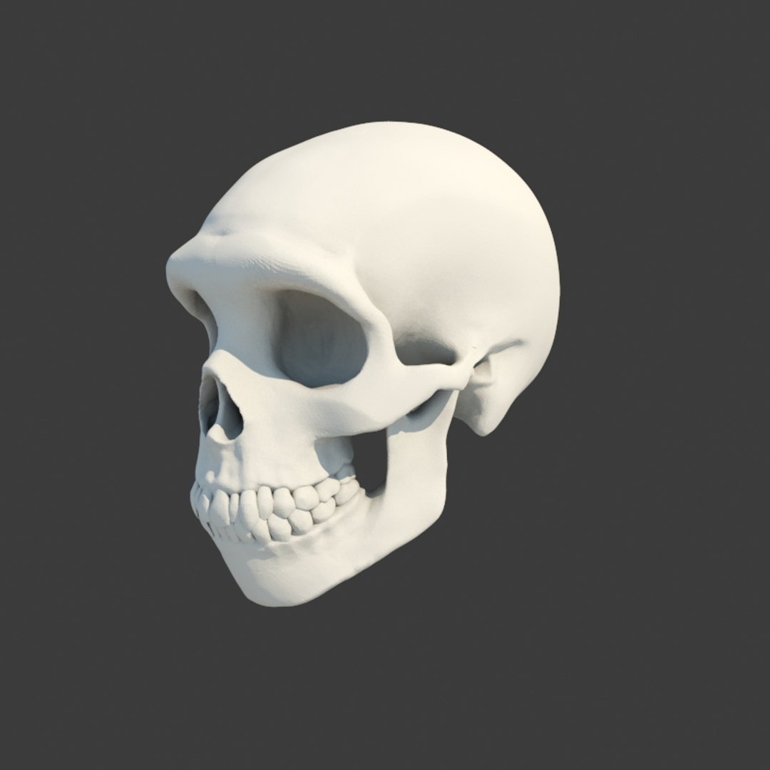 3D 3 Skull Neanderthal Australopithecus Model - TurboSquid 1482034