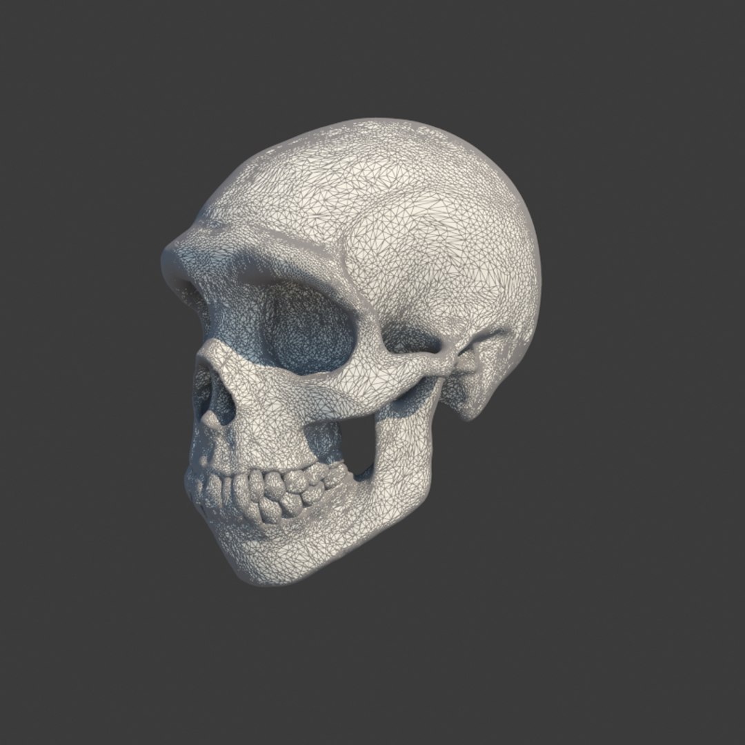 3D 3 Skull Neanderthal Australopithecus Model - TurboSquid 1482034