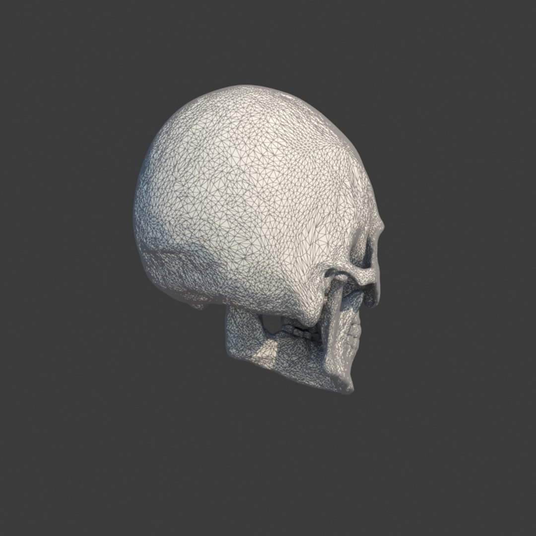 3D 3 Skull Neanderthal Australopithecus Model - TurboSquid 1482034