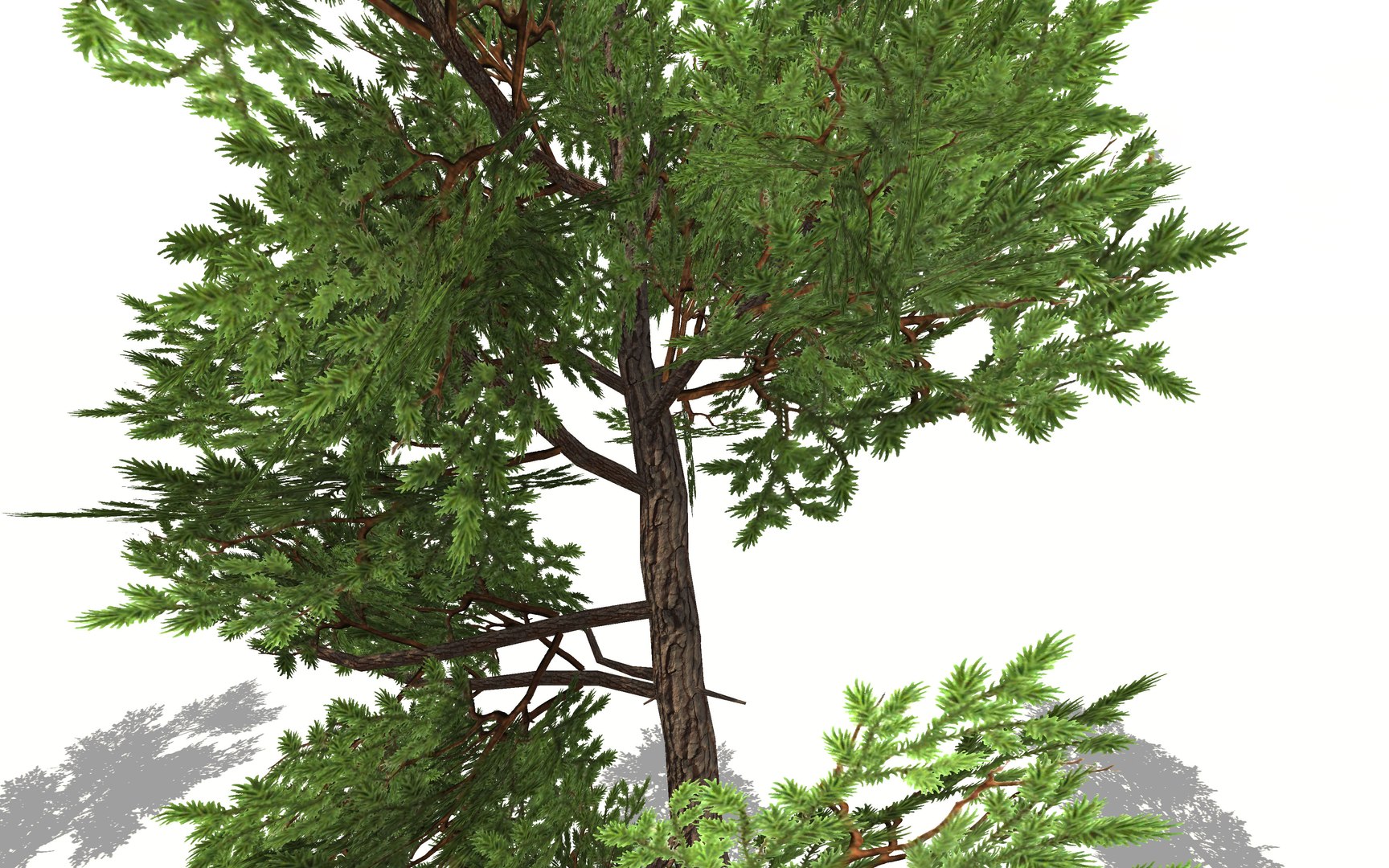 3D Realistic Cedar Tree - TurboSquid 1517363