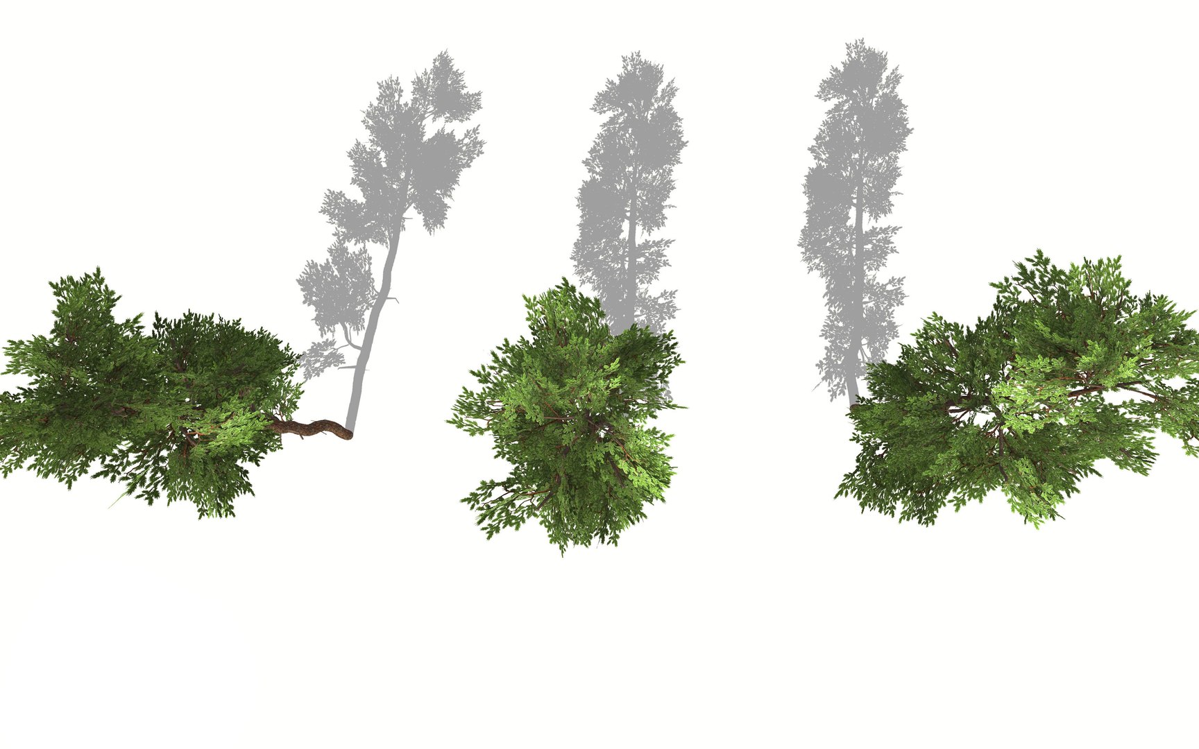 3D Realistic Cedar Tree - TurboSquid 1517363