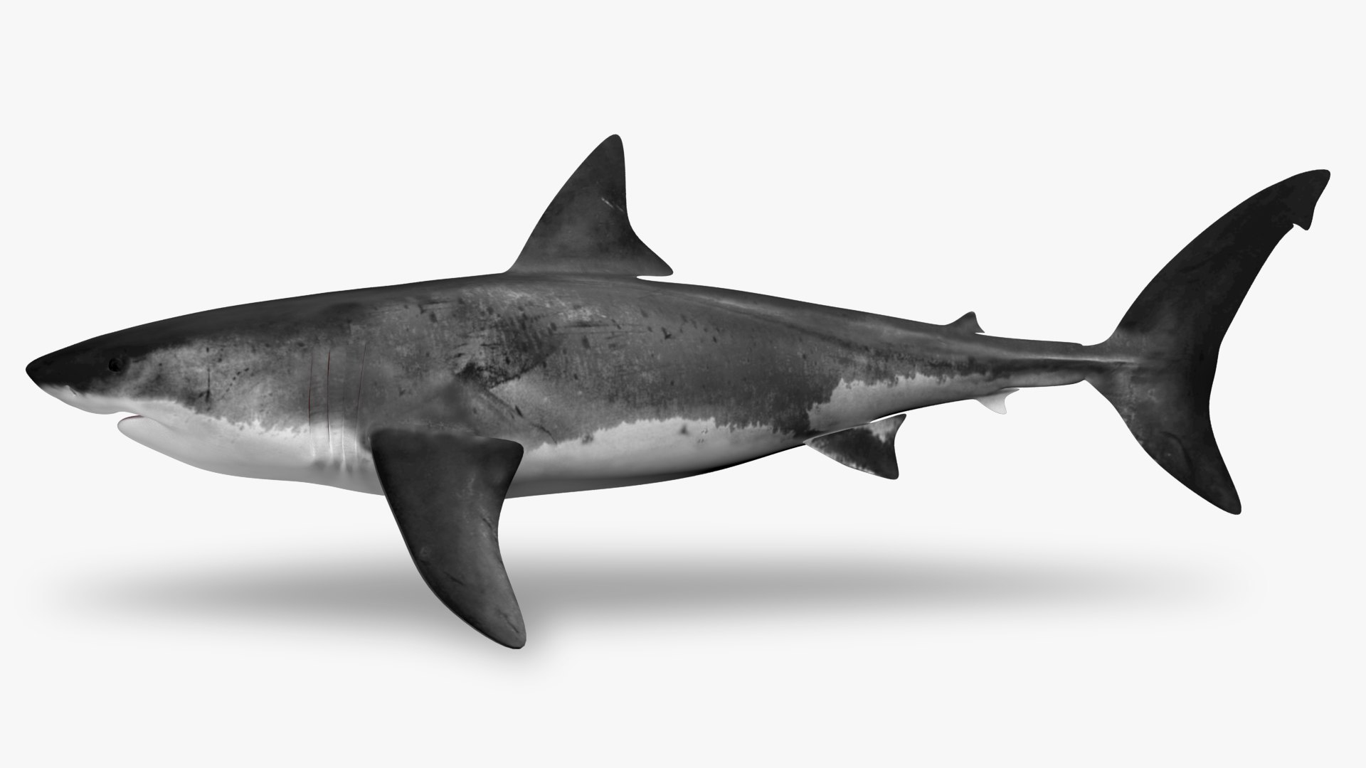 3D Great White Shark Model - TurboSquid 1772347