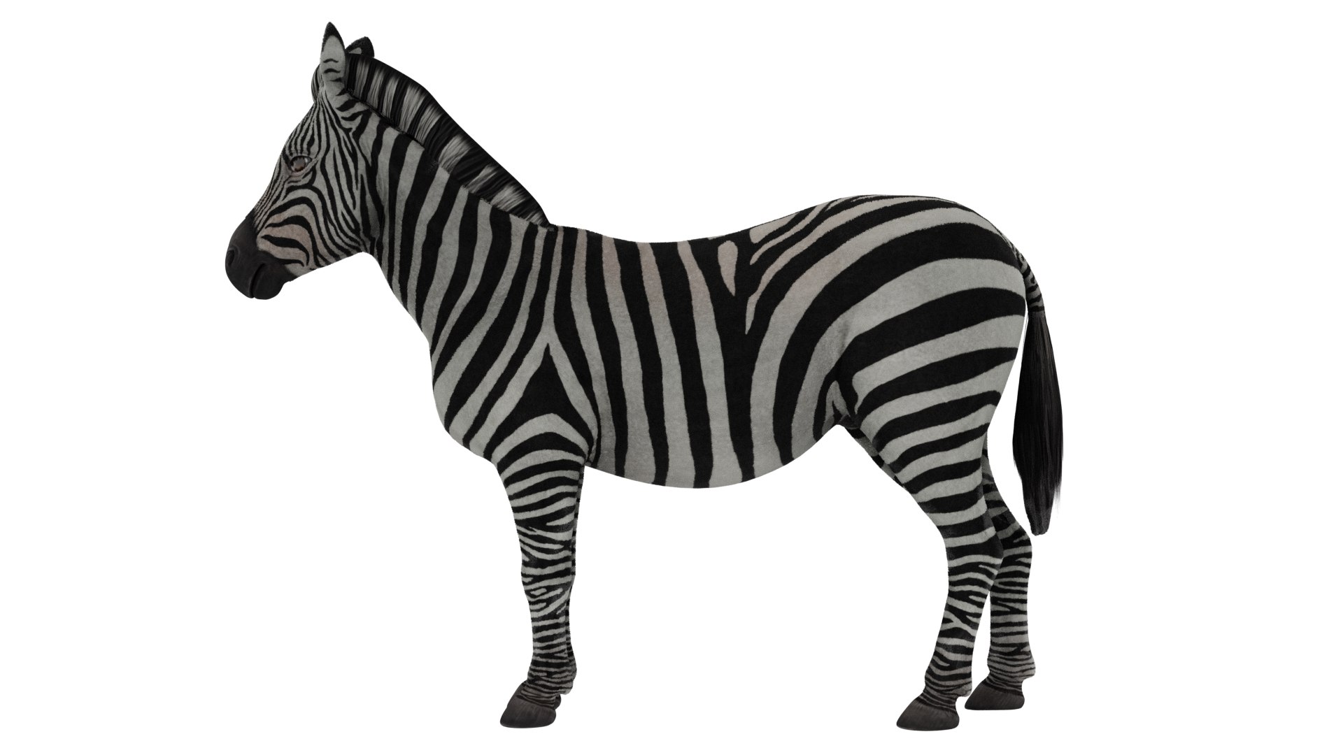 3D Zebra Model - TurboSquid 1742935