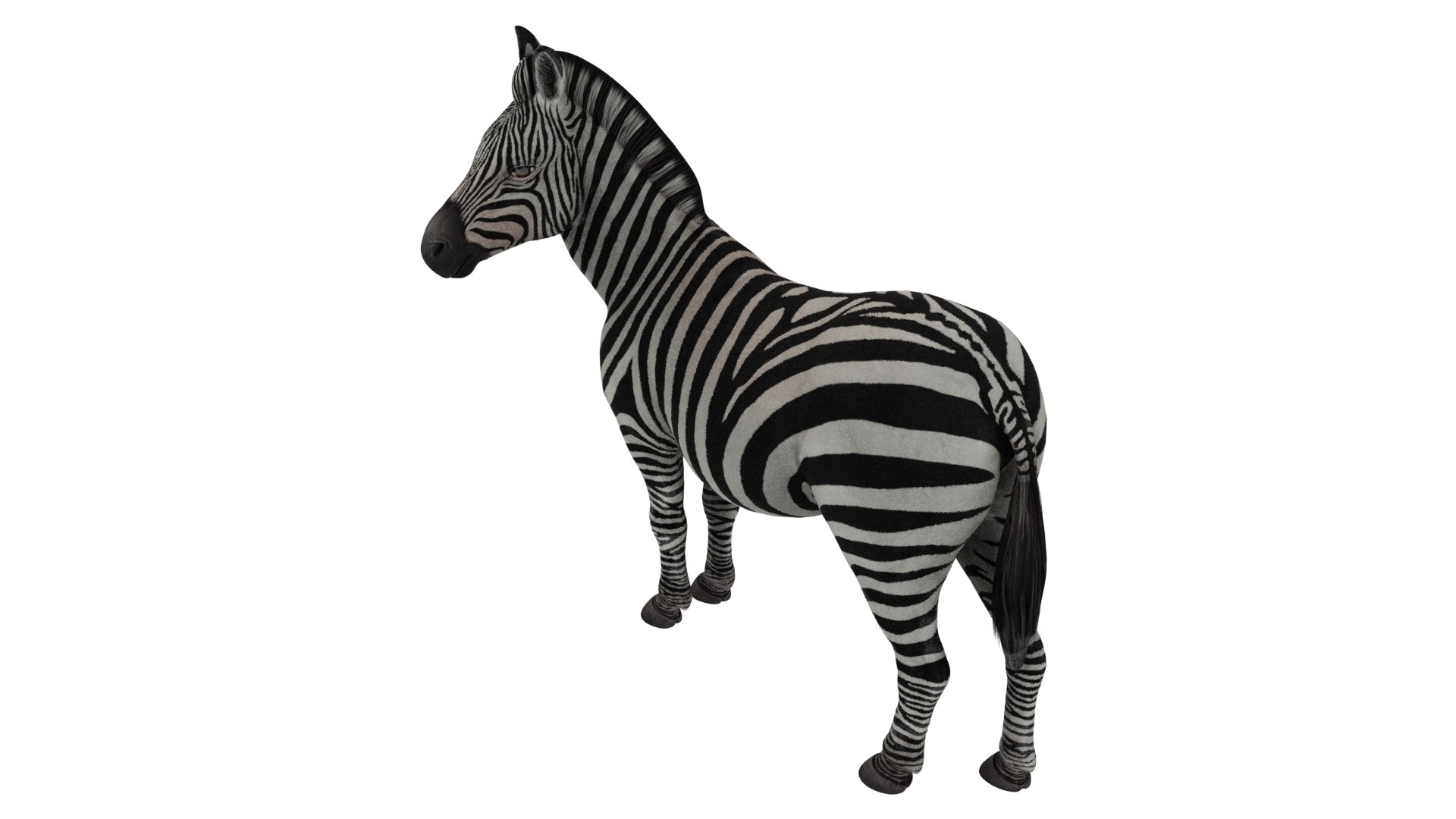 3D Zebra Model - TurboSquid 1742935