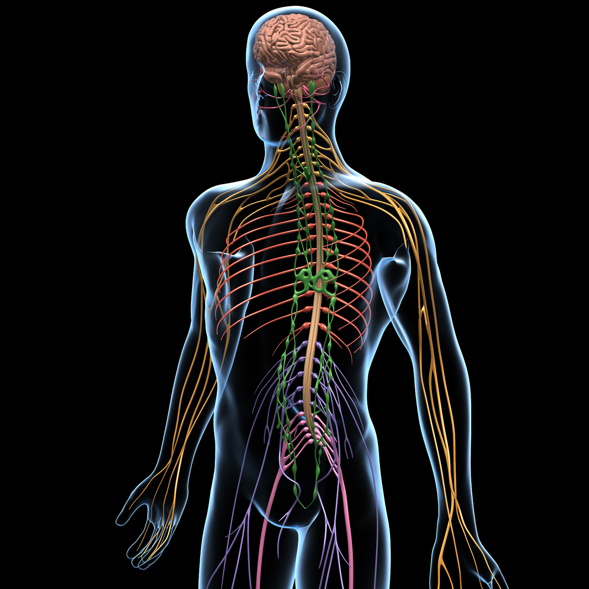 3d human nervous systems brain