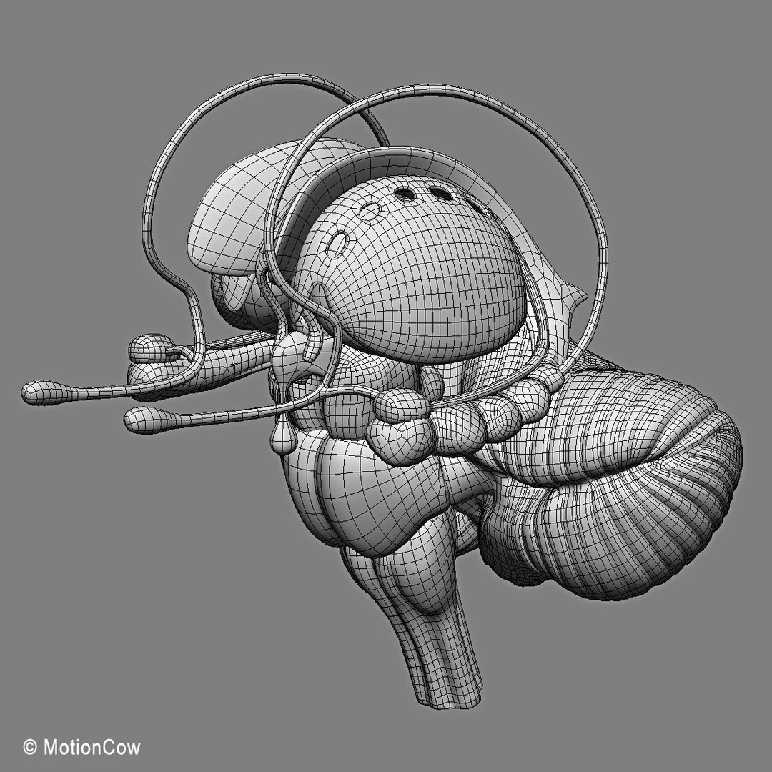 3d human nervous systems brain